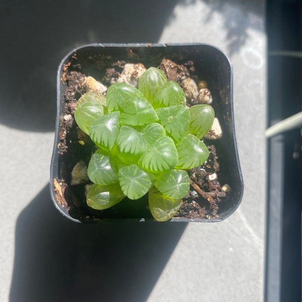 Haworthia Obtusa Rare Succulent Alien Eggs Clear Succulent - Etsy
