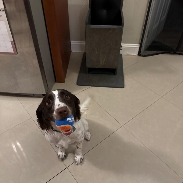 Custom Bailey Chair for Dogs With Megaesophagus | Upright Feeding Chair ...