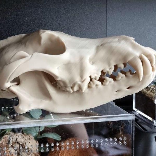 Red Fox Skull Life Size - 3D Printed Animal Replicas, Ideal Shelf ...