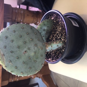 Ferdinand Agave King of the Agave Nickelsiae Agave Cactus - Etsy