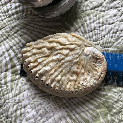 Nessastores Threaded Abalone Sea Shell One Side Polished Beach - Etsy