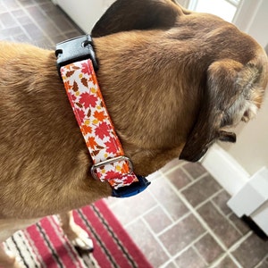 Disc Demon Dog Sport 1 Inch Wide Dog Collar With Adjustable - Etsy