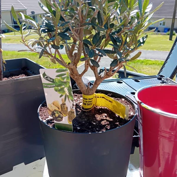 Rose 'fantastic at 60' - Happy Birthday Rose Gift Wrapped With Huge Bow ...