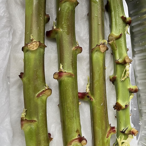 Organic Red PIGEON PEAS Gunga Pea 50 Seeds Cajanus Cajan Gandul Lazaro ...