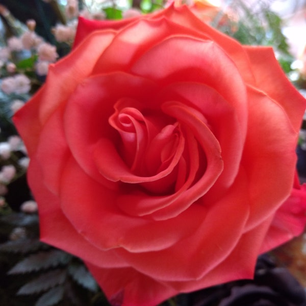 Monet Christmas Tree Brooch Gold Clear Green Red Blue Purple ...