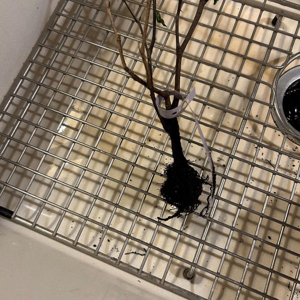 Rose【scheherazade| シェエラザード】-1.5 Gal Ownroot | Rare Rose| Strong ...