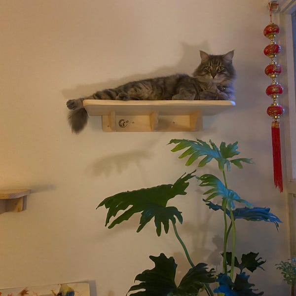 Dog Window Perch Wooden Dog Furniture Windowsill Natural Shelves - Etsy
