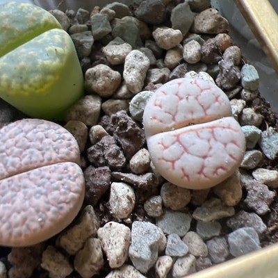 10 X Lithops Aucampiae 'rudesheim Ruby 10 X Succulent - Etsy UK