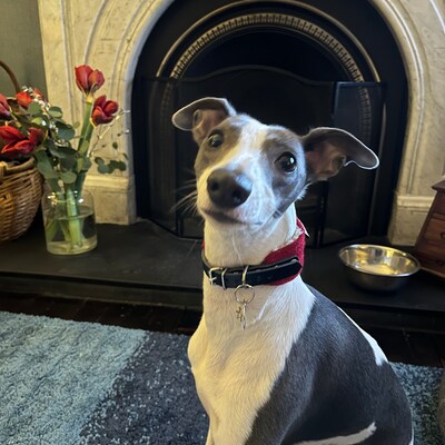 Hound Collar in Harris Tweed. Lovely Soft Collar for Sight Hounds - Etsy