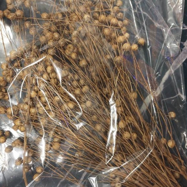 Flax Spray, Dried Flax Stems, Hamster Flax, Bird Flax, UK Farmer ...
