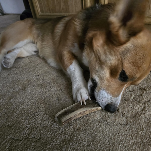 6 Pack- Premium SPLIT Elk Antlers for Dogs | Medium Sized, High Quality ...