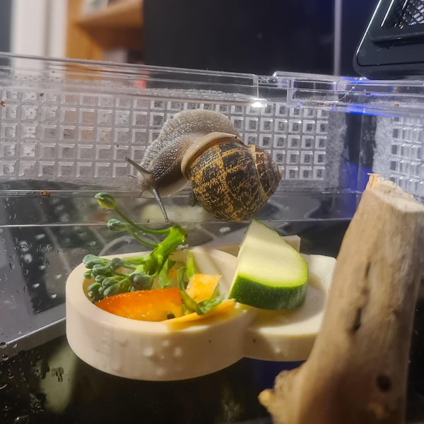 Gecko Food Ledge + Bowls & Spoon Kit | Choice of Colours | 3D Printed ...