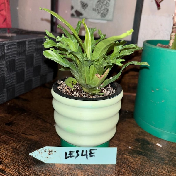 Birds Nest “leslie” Fern Starter Plant (ALL STARTER PLANTS Require You ...