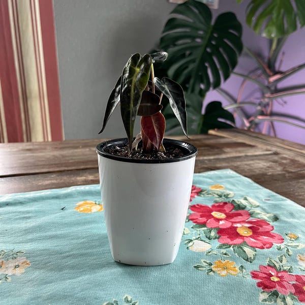 Chester Fern Starter Plant (ALL STARTER PLANTS Require You to Purchase ...