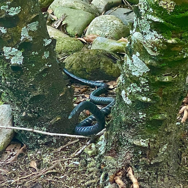 GIANT Wrought Iron Garden Snake - Etsy