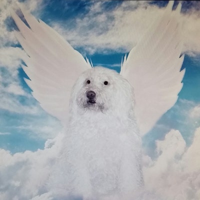 Angel Pet Portrait, Custom Dog Portrait, Digital Portrait, Angel Cat ...