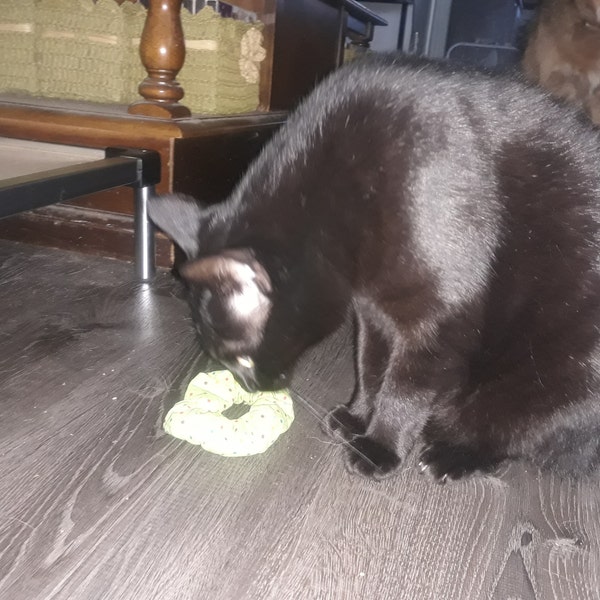 Cat Scent Enrichment Kit | 13 Herbs | Improve Wellbeing | Cat Toy | Cat ...