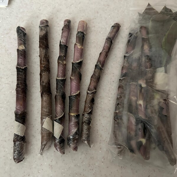 Varied Lot of 5/10/20/50 Red Ti Plant Cordyline Terminclis Cuttings ...