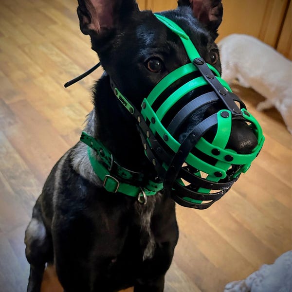 Custom Biothane Dog Muzzle – Personalized Fit With Forehead Strap - Etsy