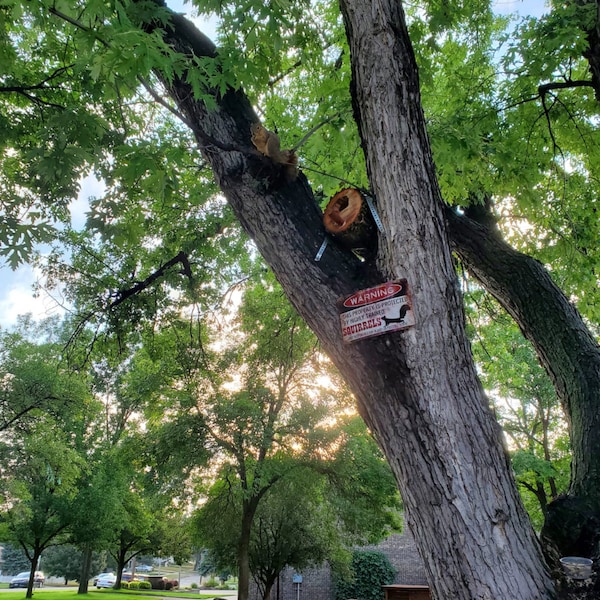 Squirrel Sign,funny Metal Signs,protected by Squirrels,squirrels ...