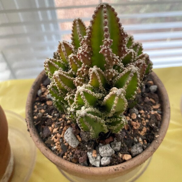 Fairy Castle Cactus | Fairytale Castle Live Indoor Succulent Plant ...