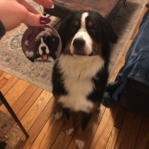 Sable Tri Color Blue Merle Shelties Christmas | Etsy