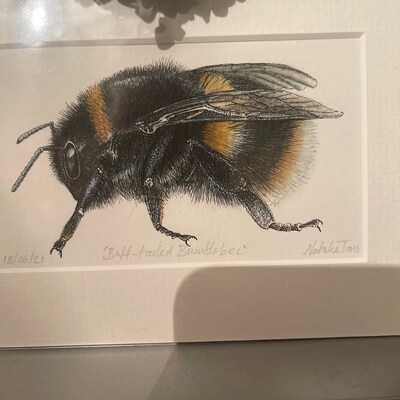 CARD Buff-tailed Bumblebee Native Bee Art Wildlife Nature Beekeeper ...