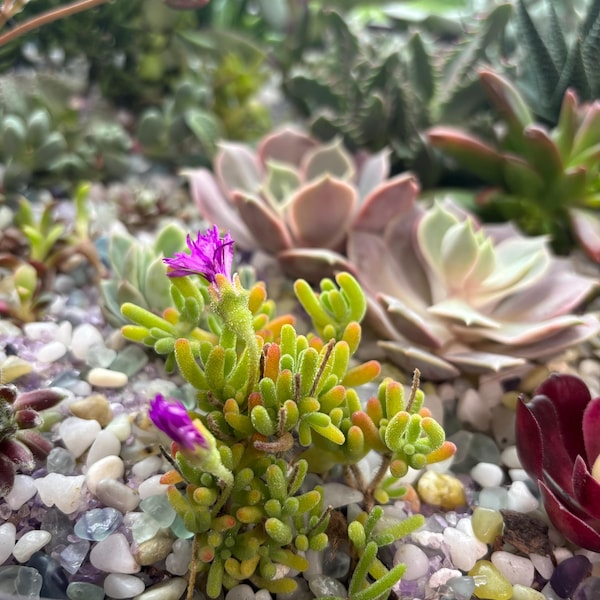 Beautiful Succulent: Dicrocaulon Ramulosum (l.bolus) Ihlenf Purple ...