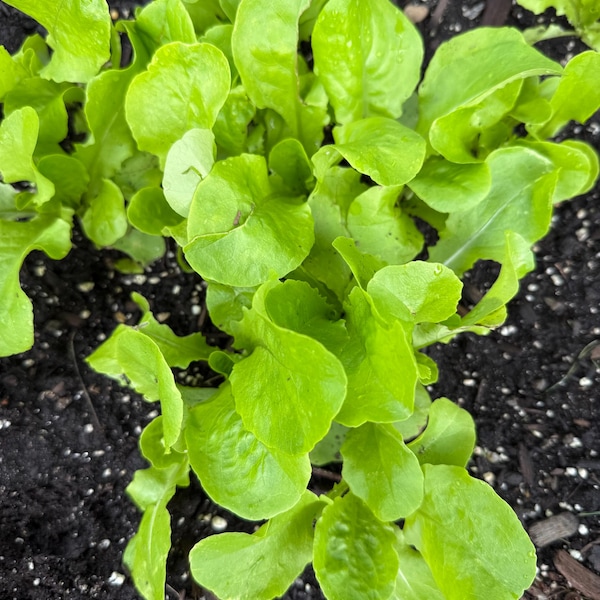Premium Buttercrunch Leaf Lettuce - Fresh Organic Heirloom Seeds ...