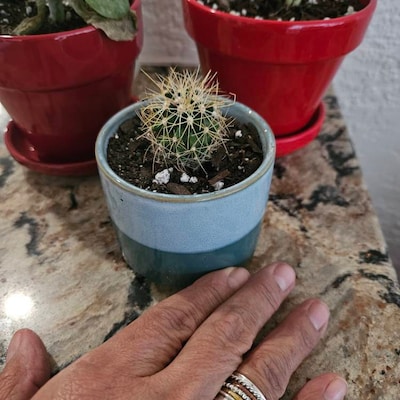 Neoraimondia Herzogianai baseball Bat Cactus 3.5 Inch Pot - Etsy