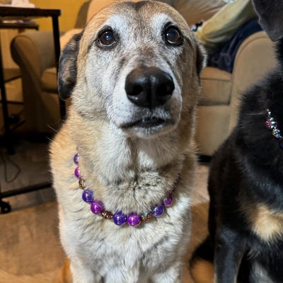 Flamingo Floaty Pool Party Beaded Dog Collar, Collar, Dog Collar, Dog ...