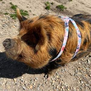 Flannel Mini Pig Harness You Choose Fabric - Etsy