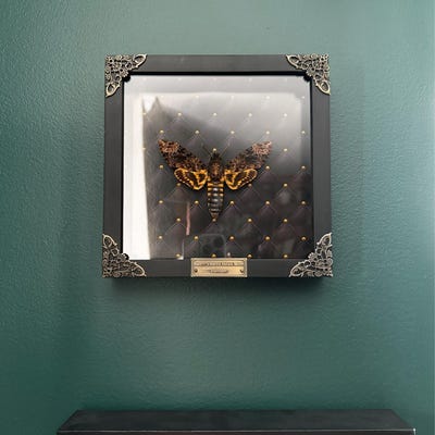 Real Framed Giant Actias Luna Moth 3D Floating Shadow Box Insect ...