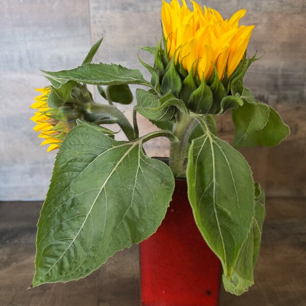 Mid Century Modern Enamel & Wood Box - Style of J. Capo Esmaltes ...