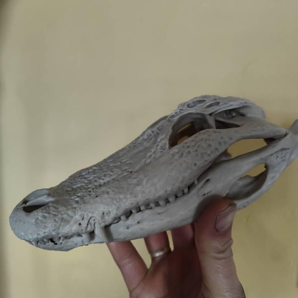 Red Fox Skull Life Size - 3D Printed Animal Replicas, Ideal Shelf ...