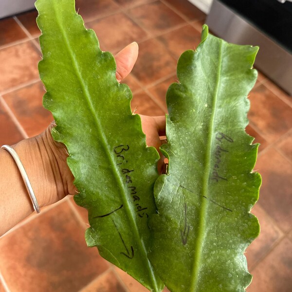 German Empress Epiphyllum 1 Cutting disocactus Phyllanthoides 6 8 ...