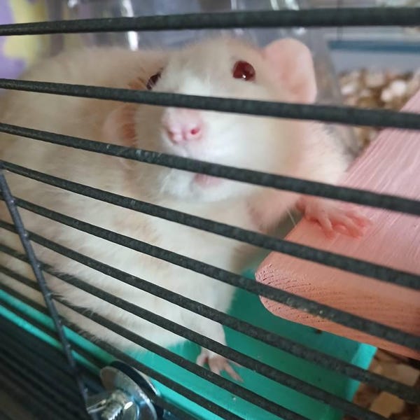 Bearded Dragon Candy Corn Costume Sweater, Halloween Lizard Sweater ...