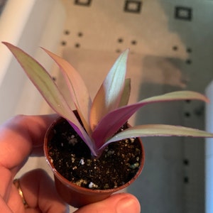 Rhoeo 'sitara's Gold' tradescantia Spathacea - Etsy