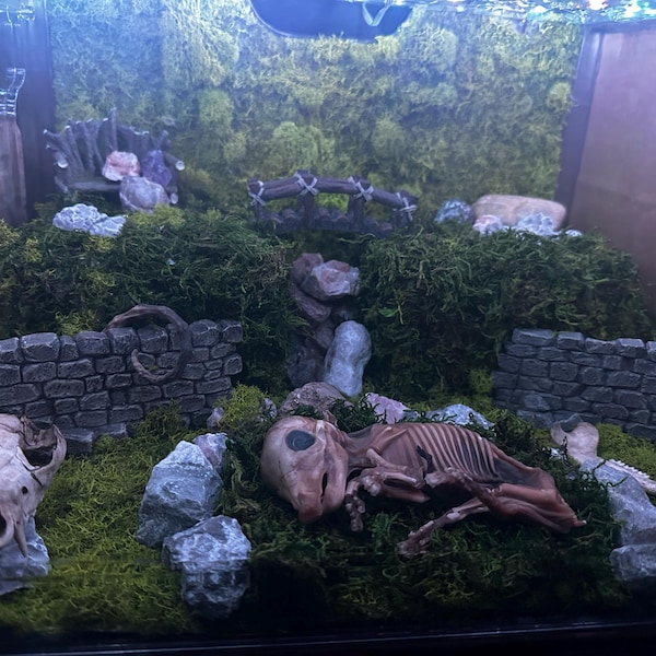 Petrified/mummified/preserved Fetal Piglet - Etsy