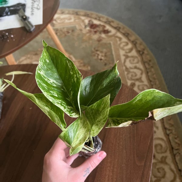 Pothos Marble “snow” Queen Starter Plant **(ALL Plants Require You to ...
