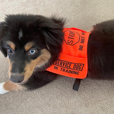 Vest very Adjustable, in Training No Touch No Talk No Eye Contact ...