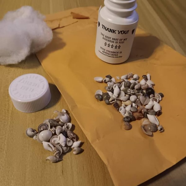 MINI TEENY & MICRO Shells ~ 10-100pcs ~ Palm Beach ~ Super Tiny ...
