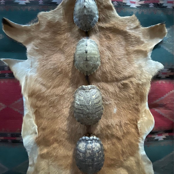 Glacier Wear Map Turtle Shell - Trt1602 - Etsy