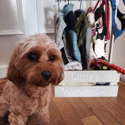 Beige Dog Wardrobe, Dog Harness Storage, Dog Closet, Dog Clothing, Dog ...