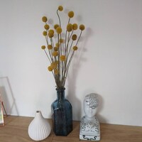 Burnt Orange Oats / Dried Avena Oats / Dried Flowers Bulk / Dried ...