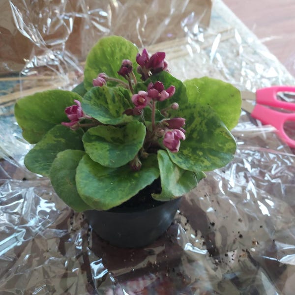 Hunter's Venom African Violet Live Plant, Young Starter in a 4" Pot ...