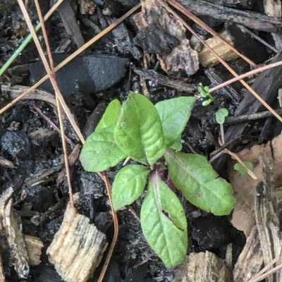 Schoenoplectus Pungens Common Threesquare Bareroot Live Plant Wetland ...