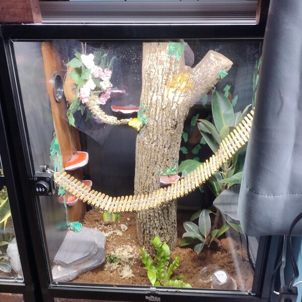 Bamboo Bridge- 4" Width - (perfect for Crested Geckos, Leopard Geckos ...