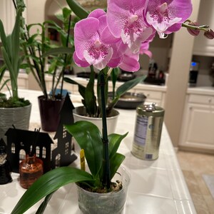 Awarded cotton Candy Phal. Cheng-de Beauty - Etsy