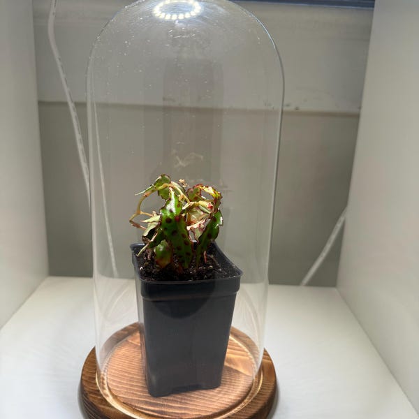 Tradescantia Bubblegum Nanouk Plant - 4 Inch Pot - Optional Decorative ...